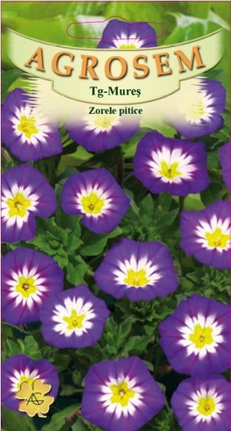 Zorele pitice albastre - Semințe de zorele pentru cultivarea unei ...